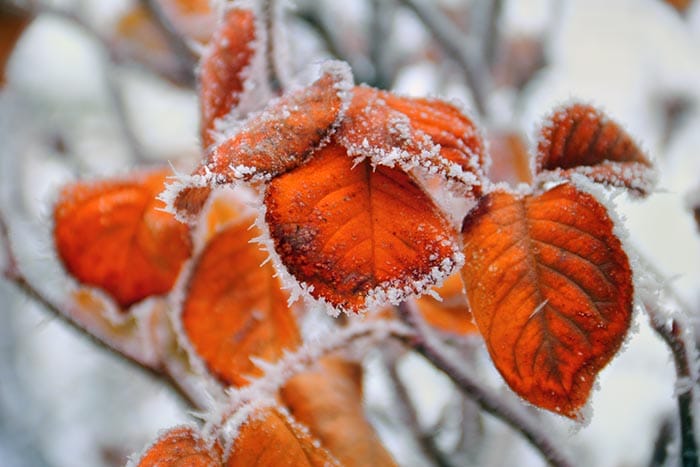 Winter Photography Tips and Ideas for Amazing Images