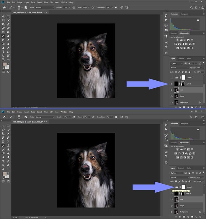 Dog Photography: Low Key Lighting Tips by Janine Nimmo
