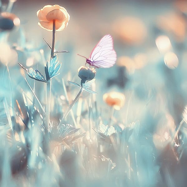 Flower Photography Tips - 10 Ideas for Pro Stylised Floral Photos Flower Photography Tips - 10 Ideas for Pro Stylised Floral Photos