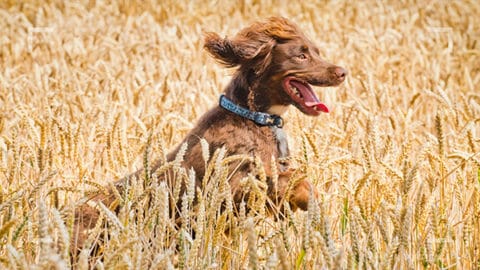 Pet Photography: 15 Tips for Beginners ️ iPhotography