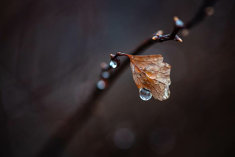 Macro Photography: Complete Guide for Beginners - iPhotography