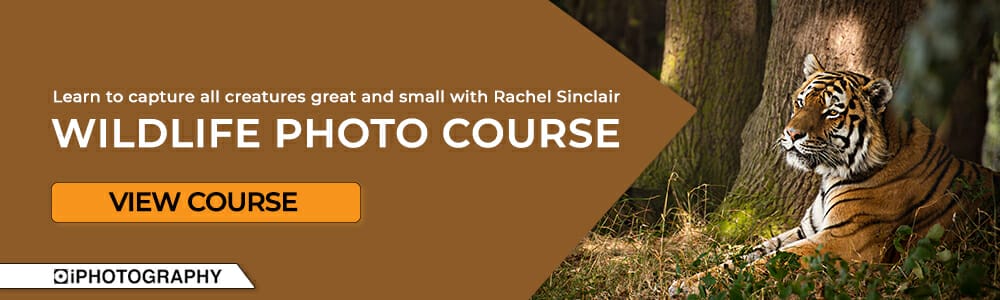 8 Wildlife Photography Tips for Beginners ️ iPhotography