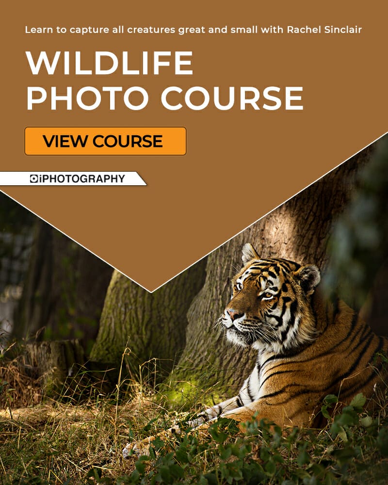 8 Wildlife Photography Tips for Beginners ️ iPhotography