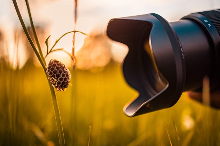Macro Photography: Complete Guide for Beginners - iPhotography