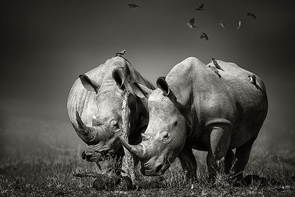 9 Tip for Taking Amazing Zoo Photos