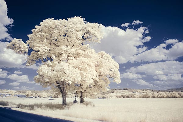 Infrared Photography Tutorial: Guide to Camera Settings & IR Filters