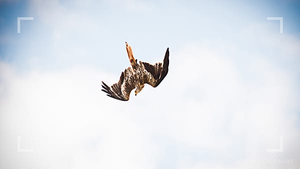 Bird Photography: 10 Tips for AMAZING Photos - iPhotography