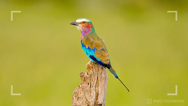 Bird Photography: 10 Tips for AMAZING Photos - iPhotography