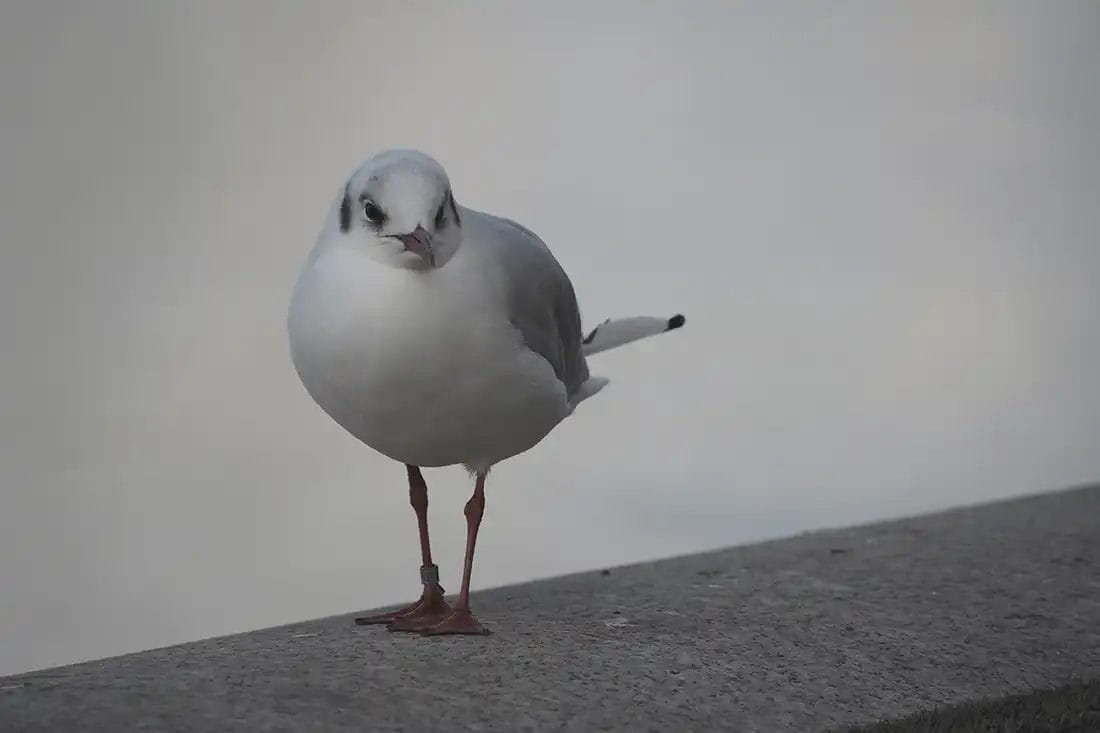 Figure to Ground Theory for Photographers (What Does it Mean?)