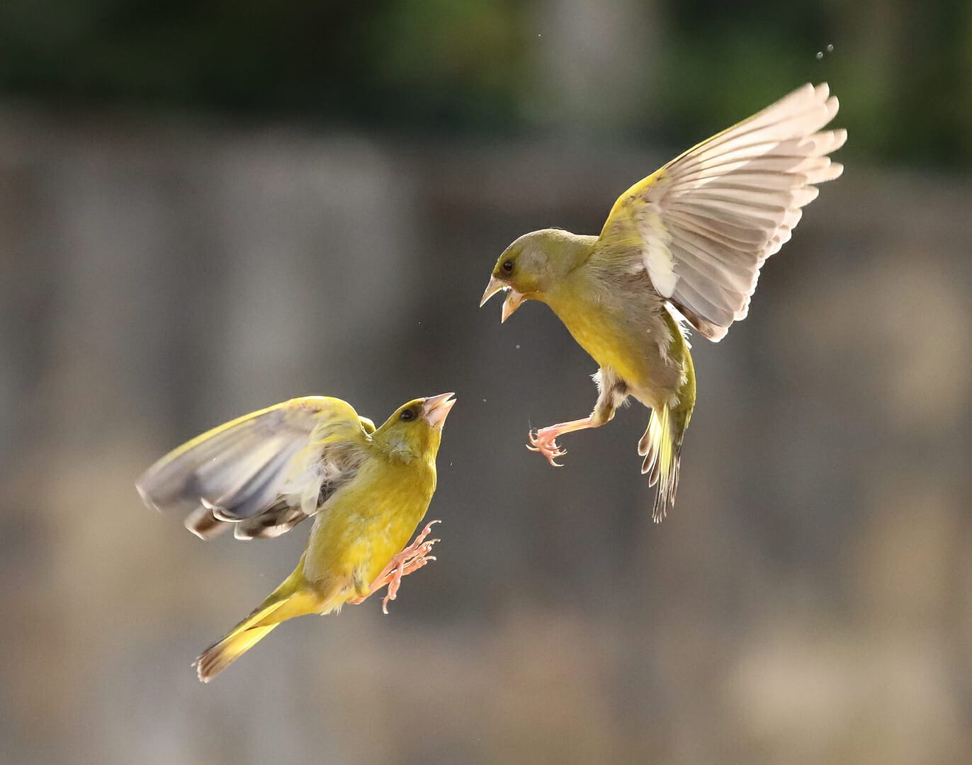 How to Photograph Songbirds: TIPS & TRICKS for Beginners