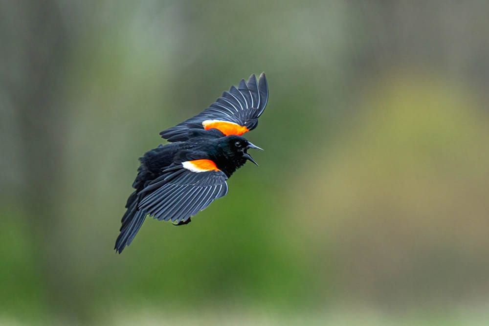 How to Photograph Birds in Flight