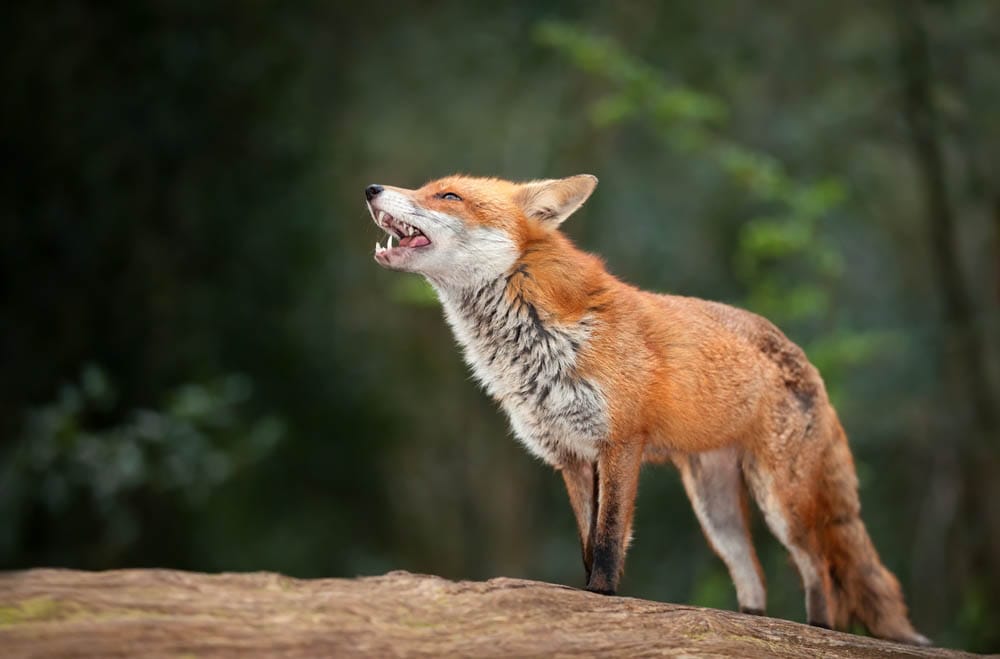 How to Photograph Foxes
