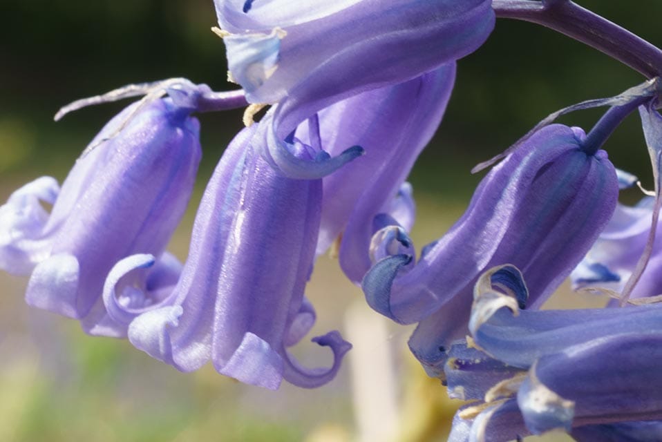 What is Diffraction? How to Avoid Out of Focus Photos