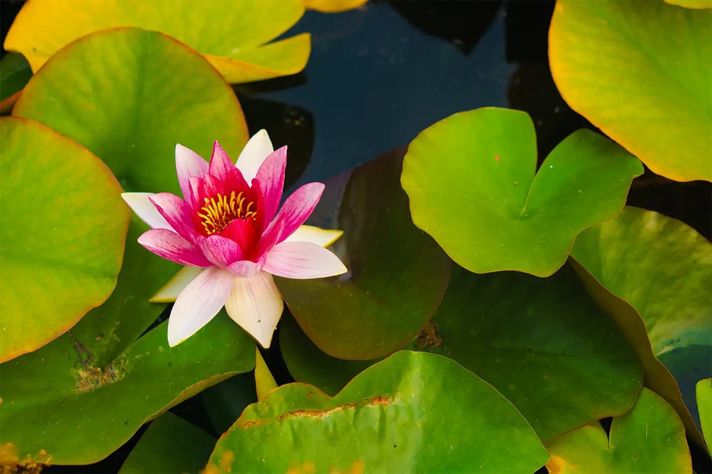 Mastering Colour in Photography