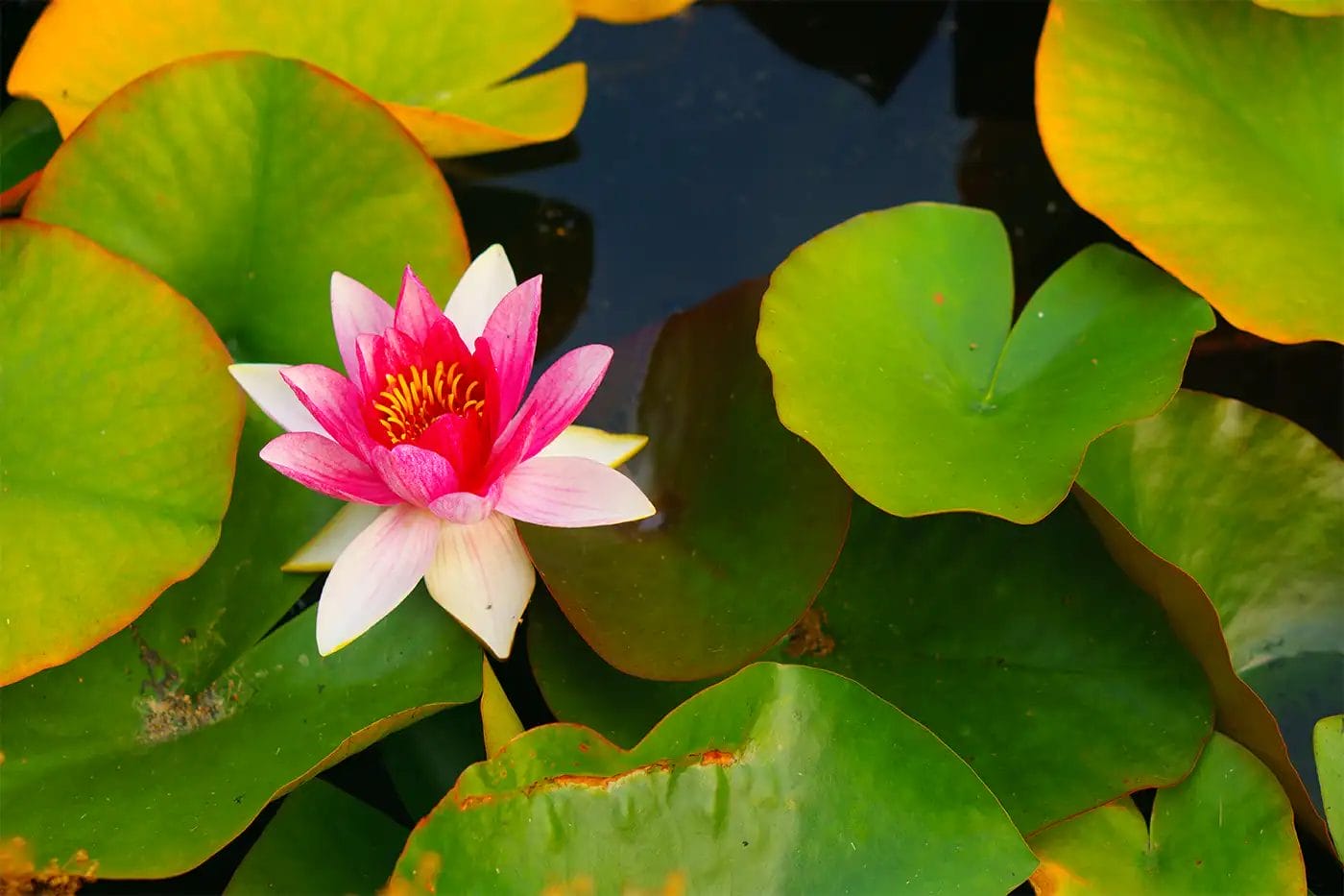 Mastering Colour in Photography